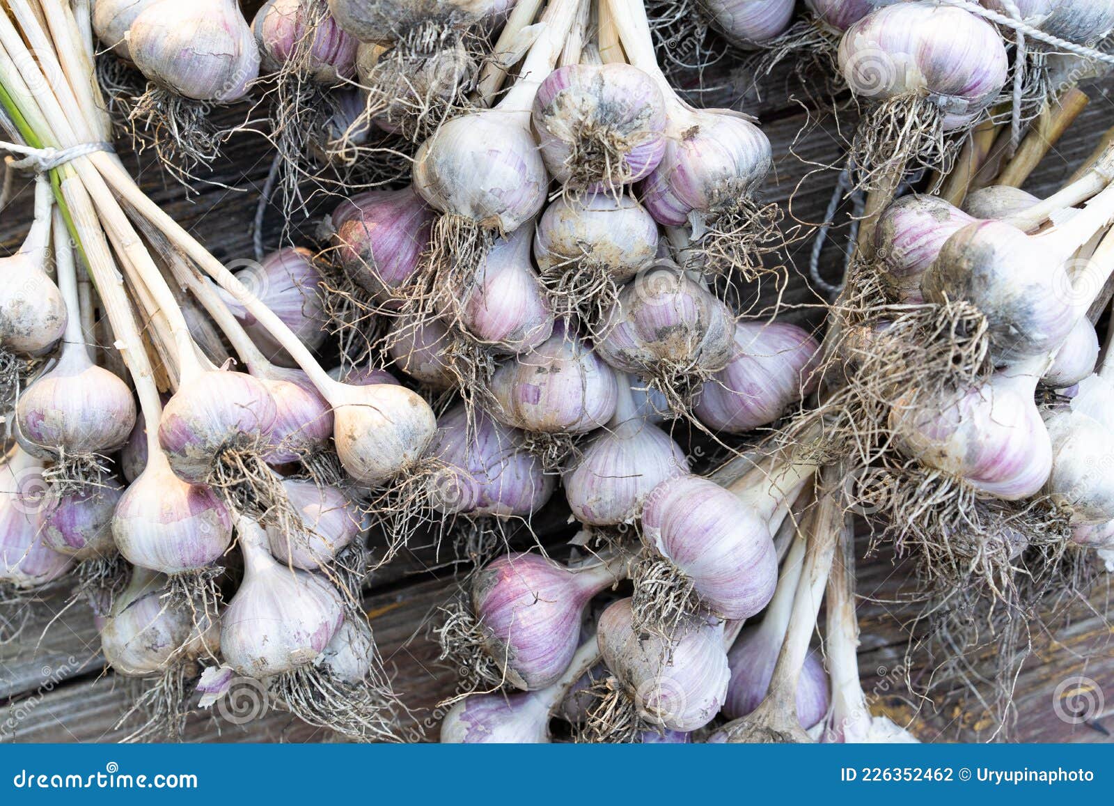 Garlic Crop Close-up, Background Food Stock Photo - Image of groceries ...