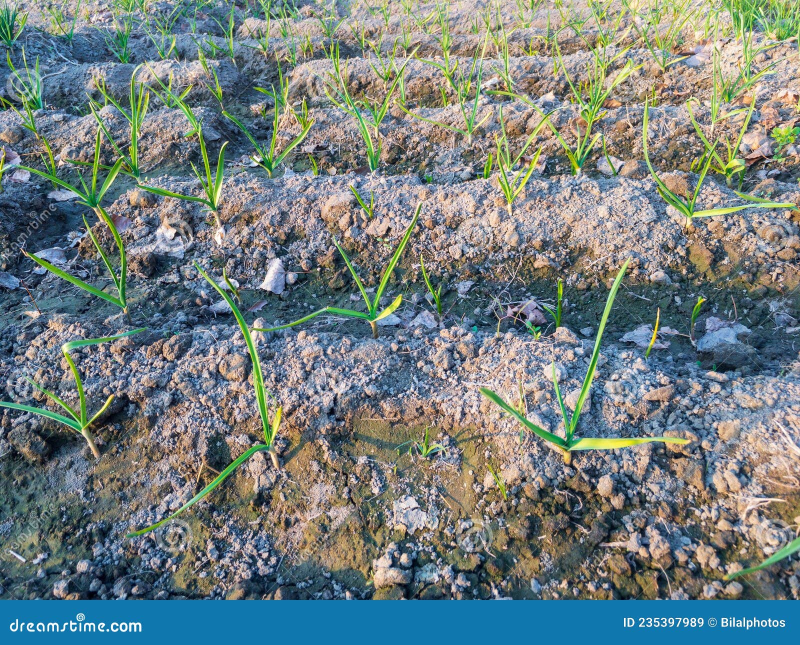 Garlic Crop Growing in the Fields Stock Image - Image of agriculture ...