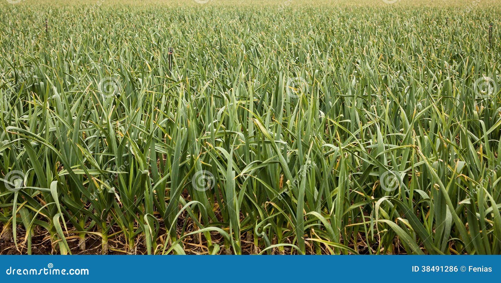 Garlic crop stock photo. Image of agriculture, field - 38491286