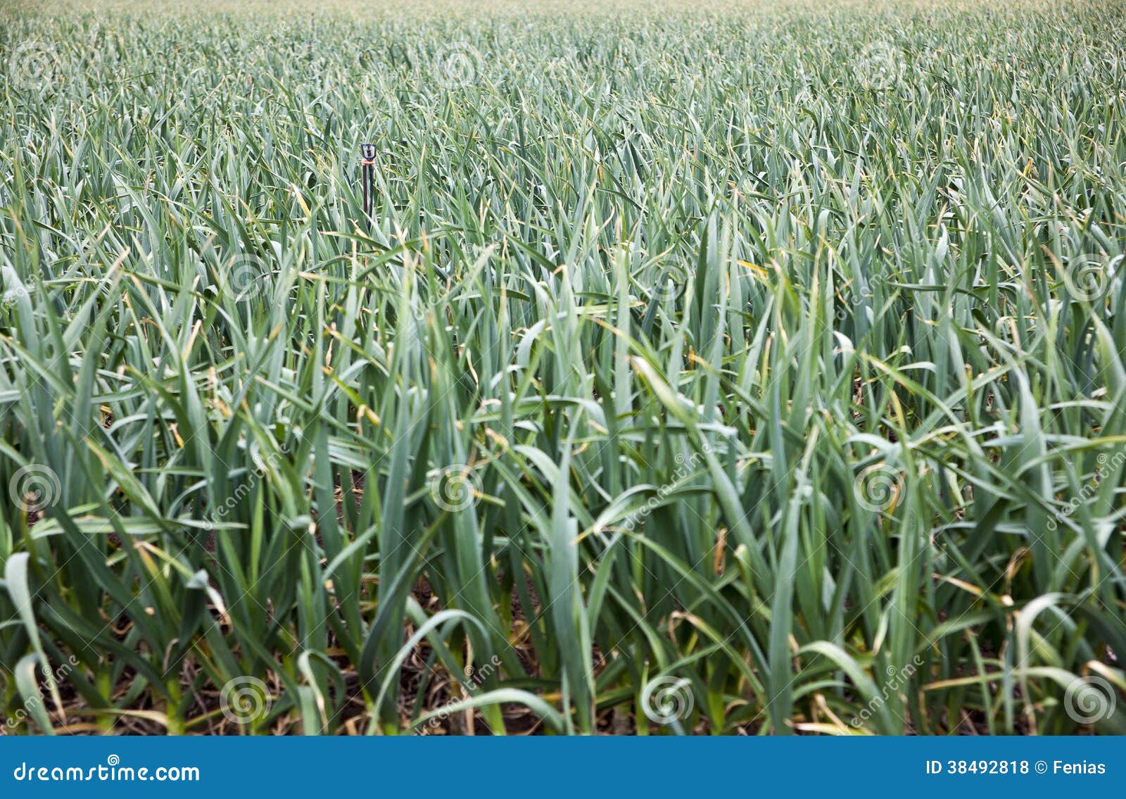 Garlic crop stock photo. Image of nature, field, garlic - 38492818