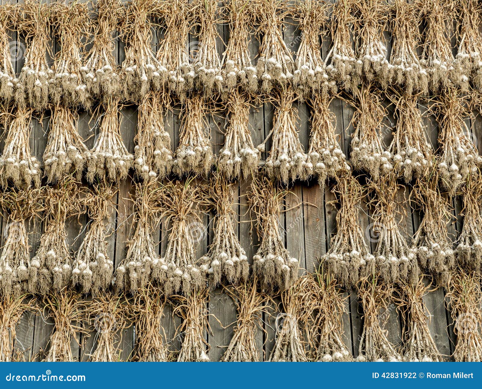 Garlic crops drying stock photo. Image of seasoning, herbs - 42831922