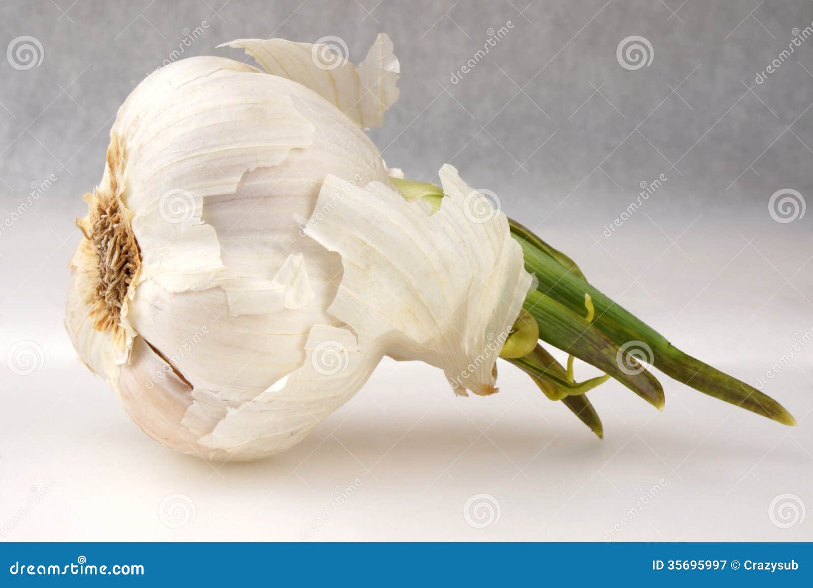 Garlic stock image. Image of leaf, plant, head, clove - 35695997
