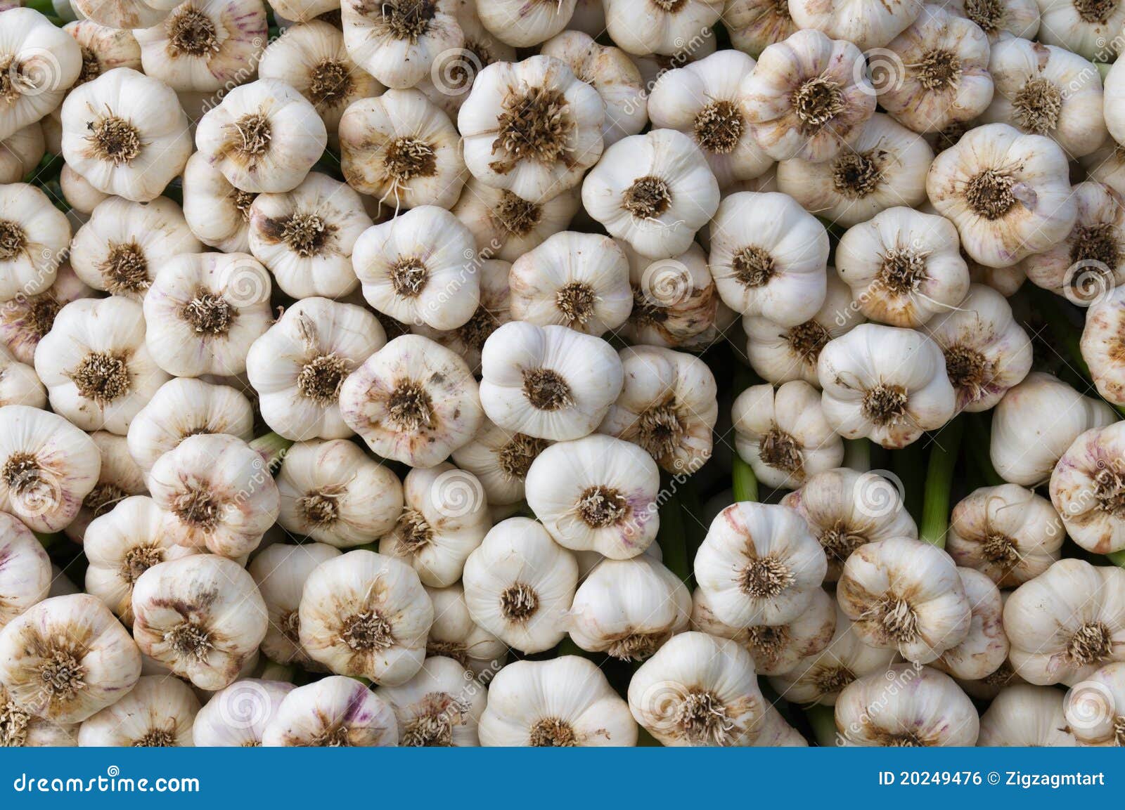 Garlic on display stock photo. Image of organic, seasonings - 20249476
