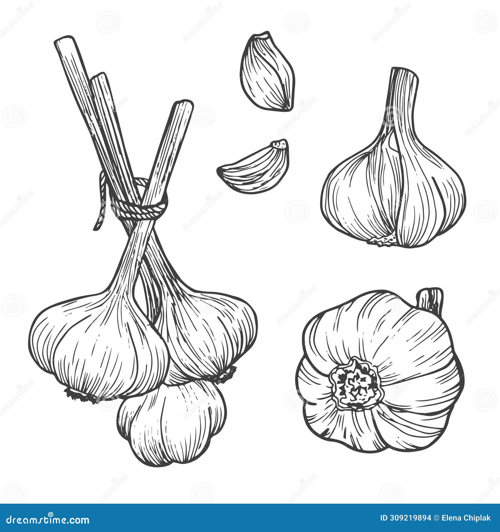 Garlic Doodle Sketch Set in Vector Stock Vector - Illustration of ...