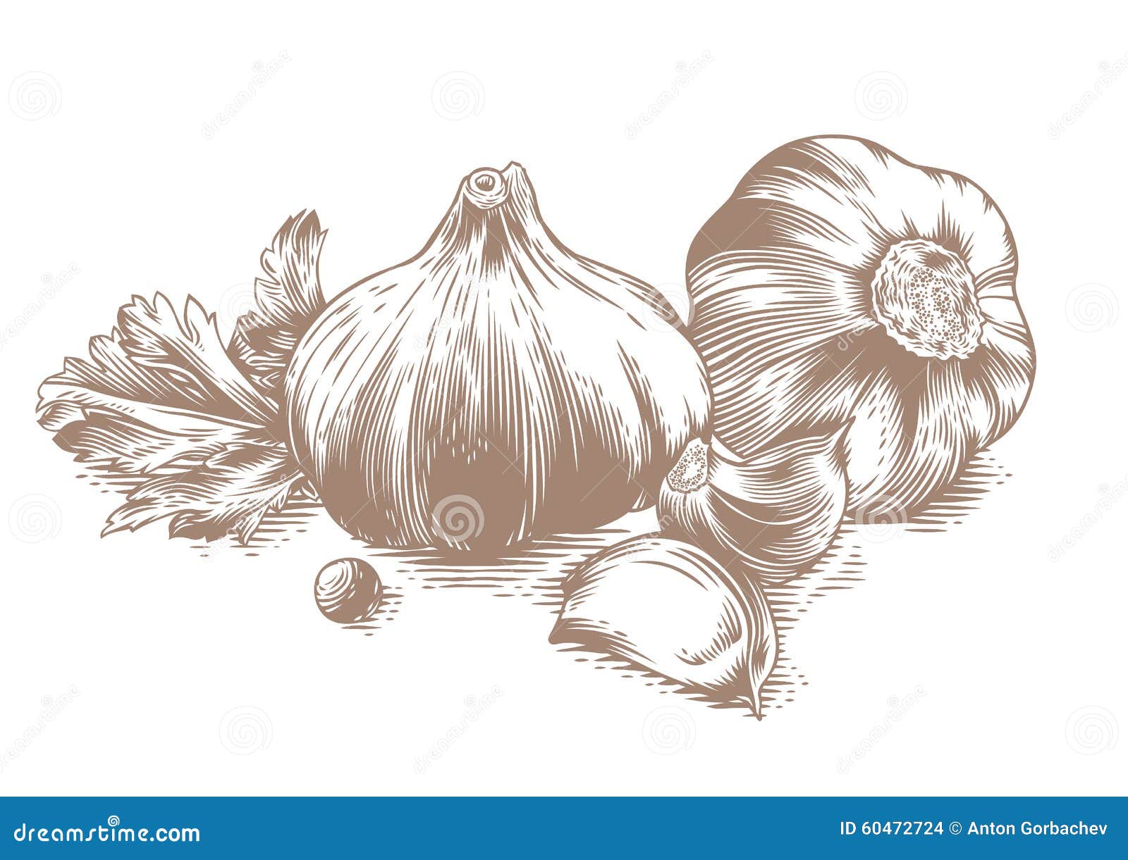 Garlic stock vector. Illustration of vegetables, harvest - 60472724