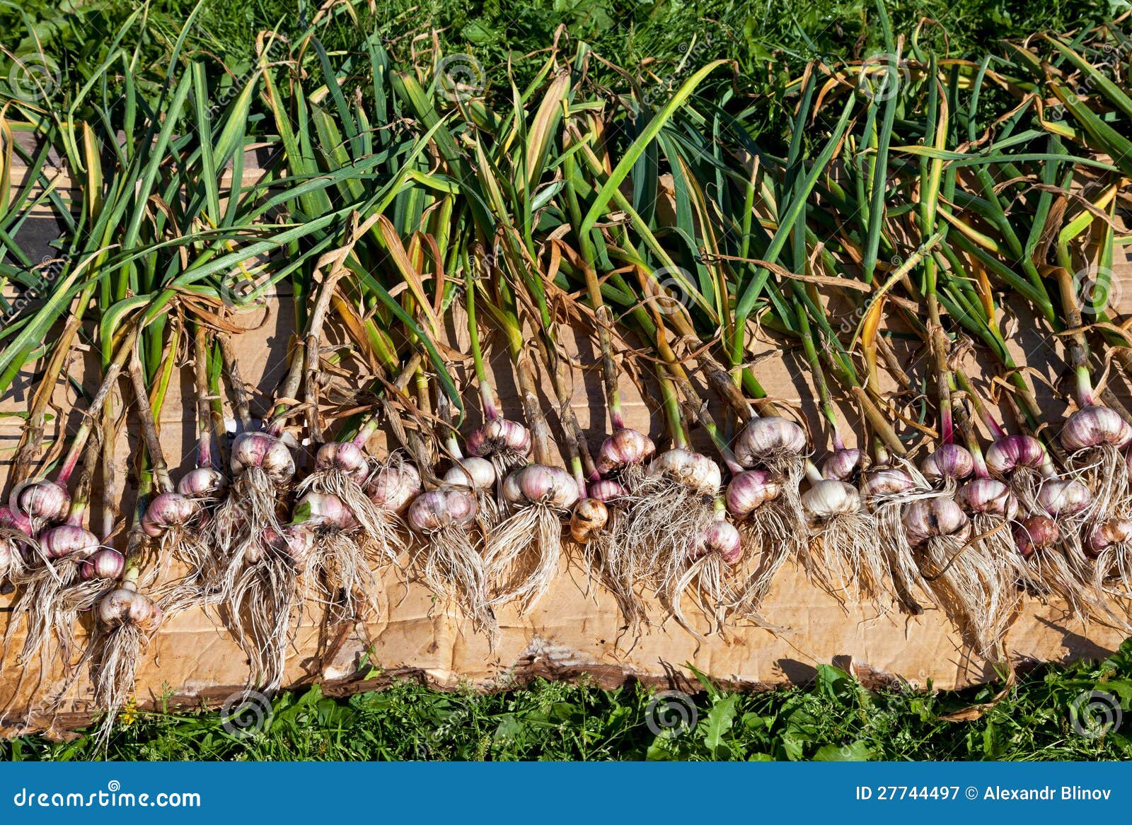Garlic drying at the sun stock image. Image of ingredient - 27744497