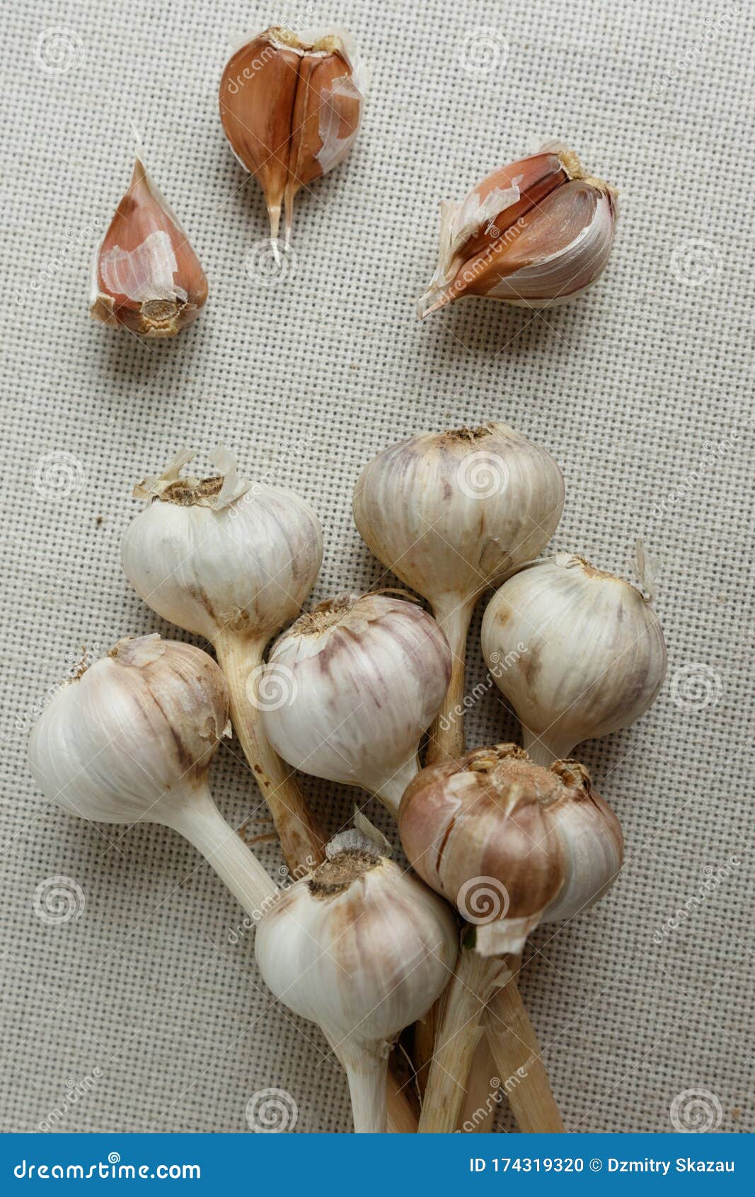 Garlic on a Fabric Background Stock Photo - Image of harvest, natural ...