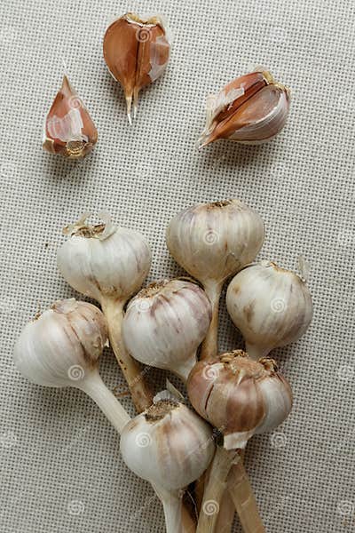 Garlic on a Fabric Background Stock Photo - Image of harvest, natural ...