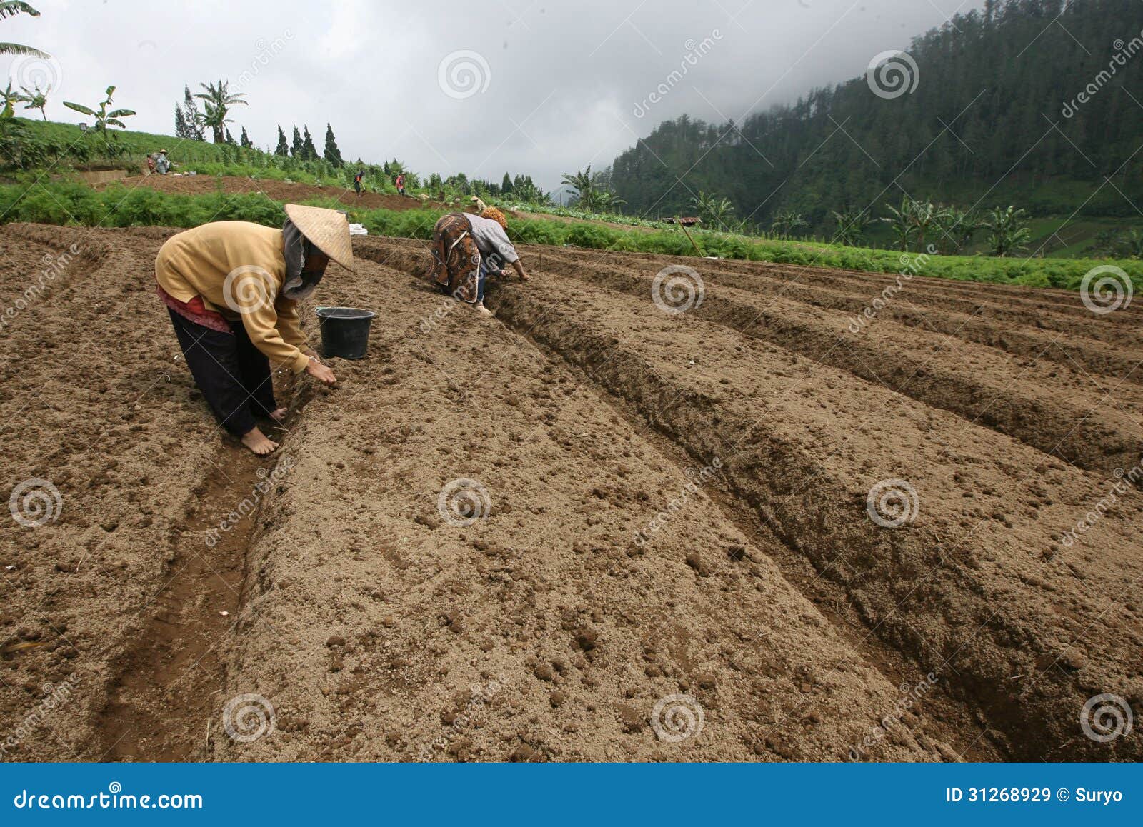 Garlic editorial stock image. Image of harvest, farm - 31268929