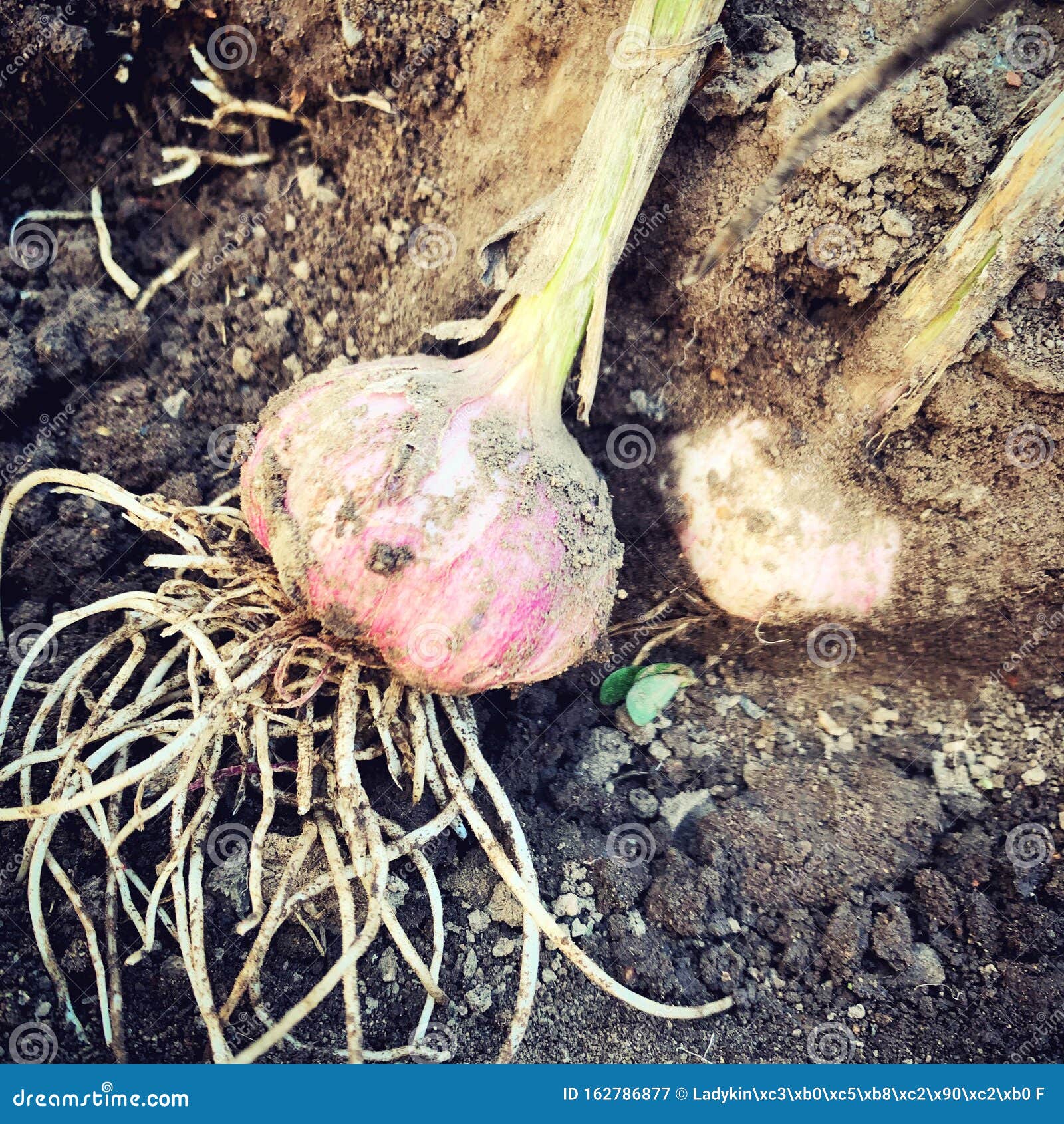 The garlic in the field stock image. Image of grow, field - 162786877