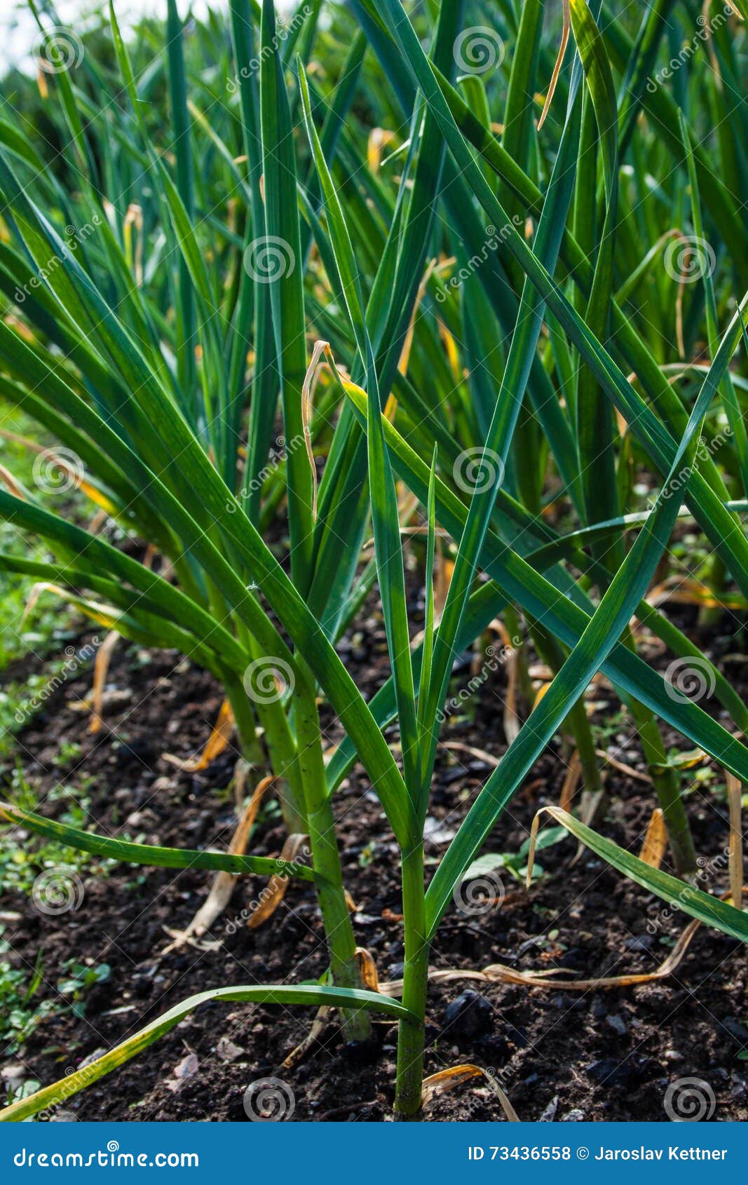Garlic field stock photo. Image of health, full, clove - 73436558