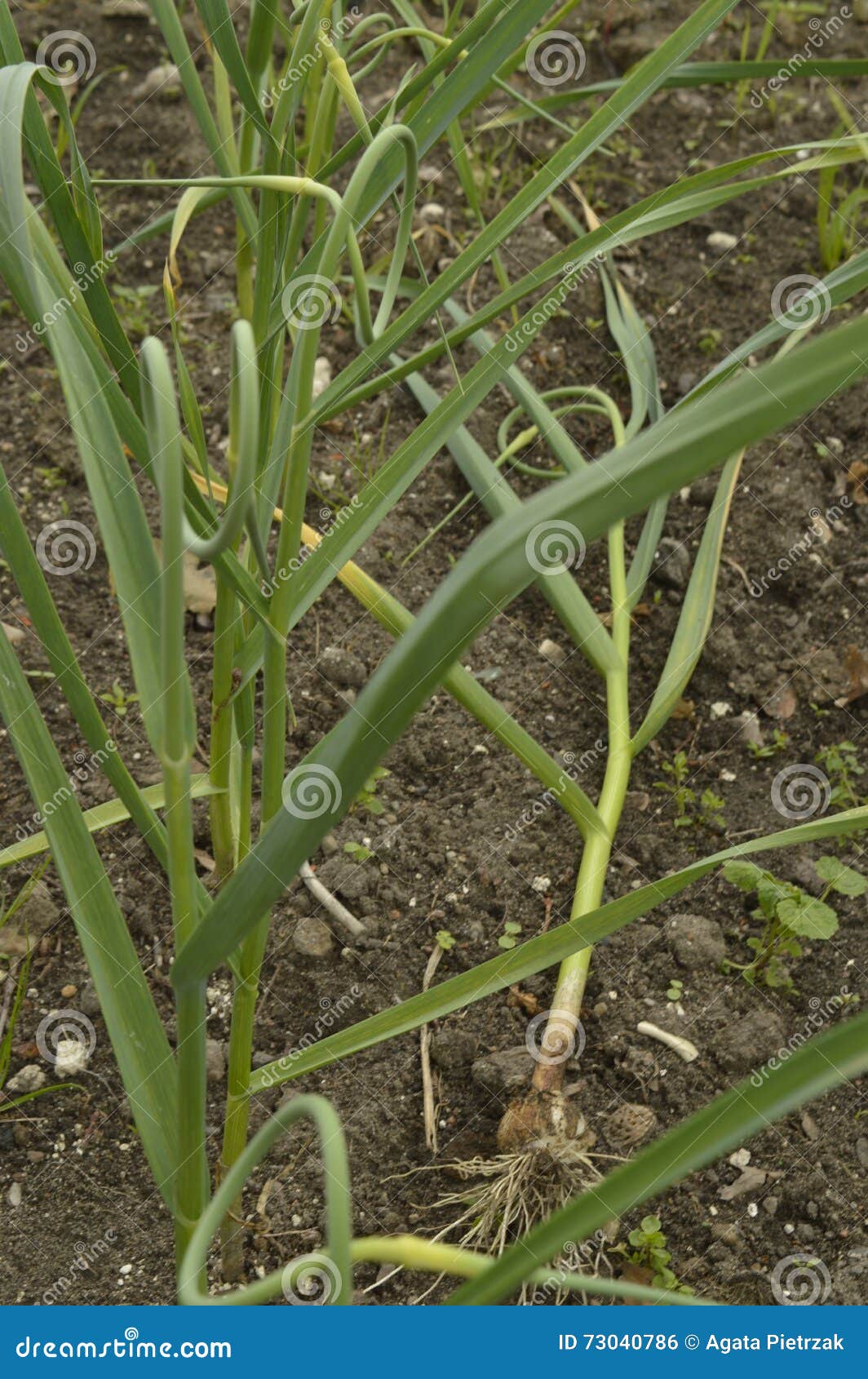 Garlic field stock photo. Image of shrub, summertime - 73040786
