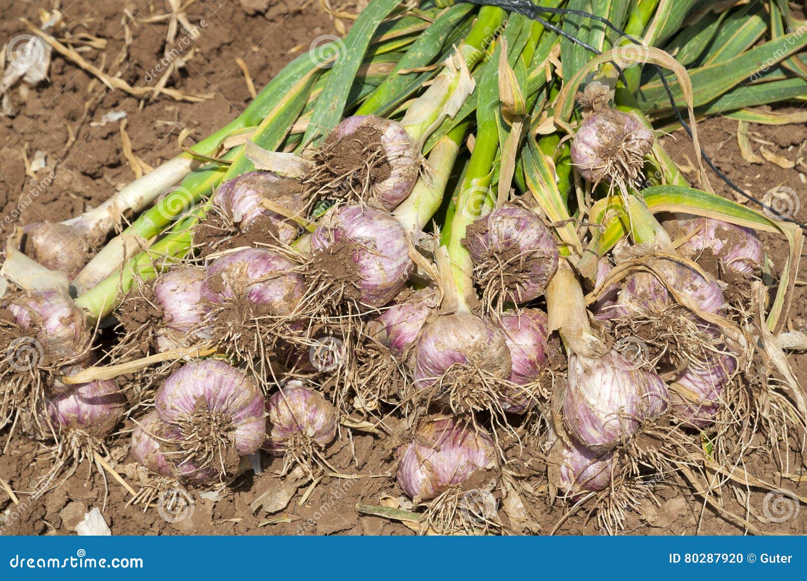 Garlic field stock photo. Image of field, harvest, assemblage - 80287920