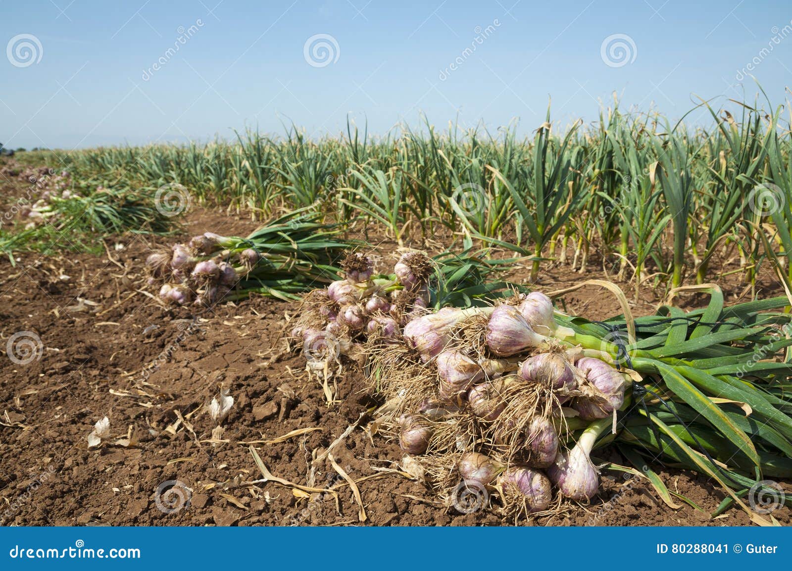 Garlic field stock image. Image of glomus, husbandry - 80288041