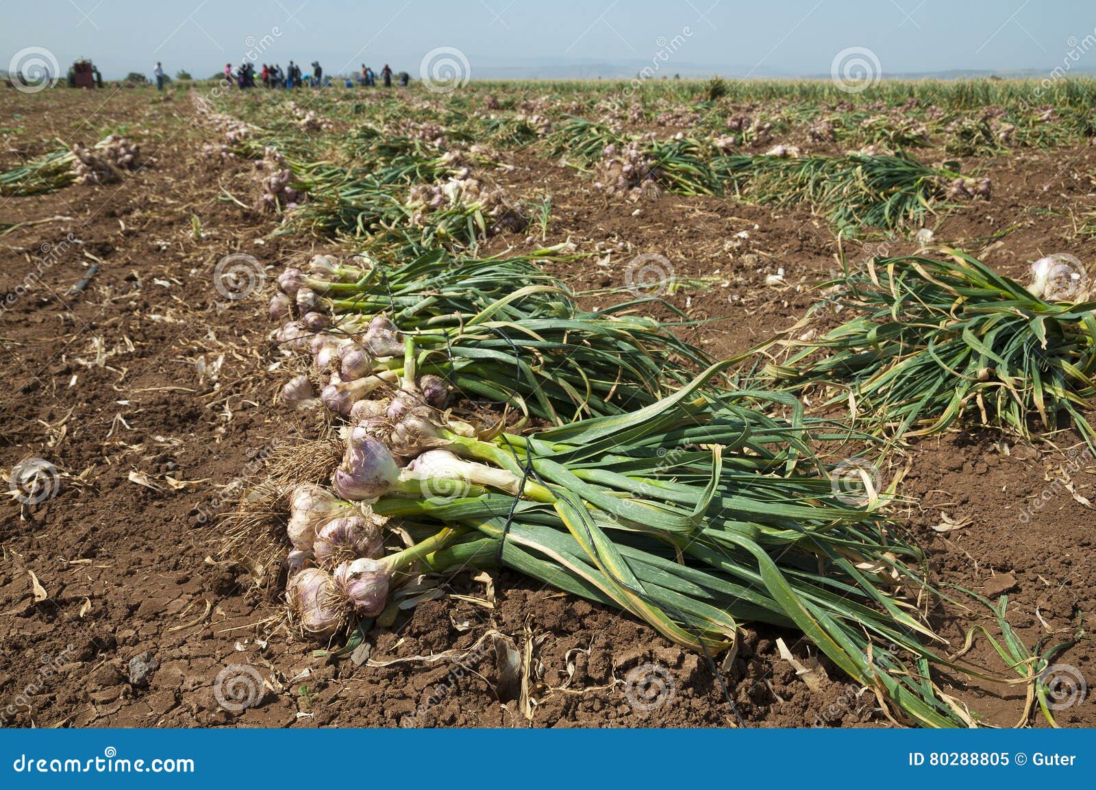Garlic field stock image. Image of golanheights, courtyard - 80288805