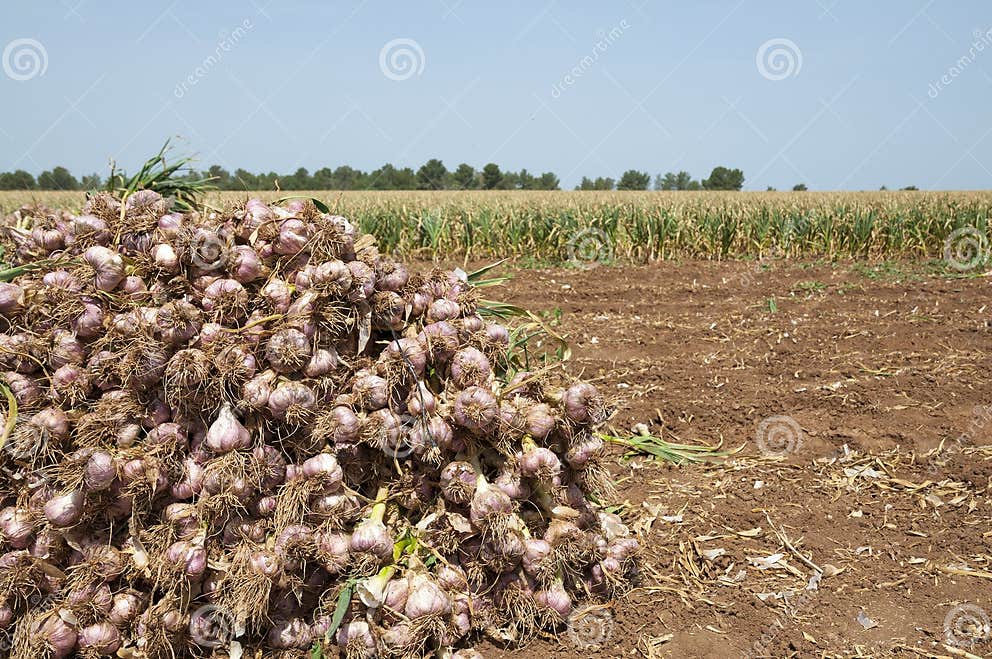 Garlic field stock photo. Image of grow, courtyard, cultivated - 80290222