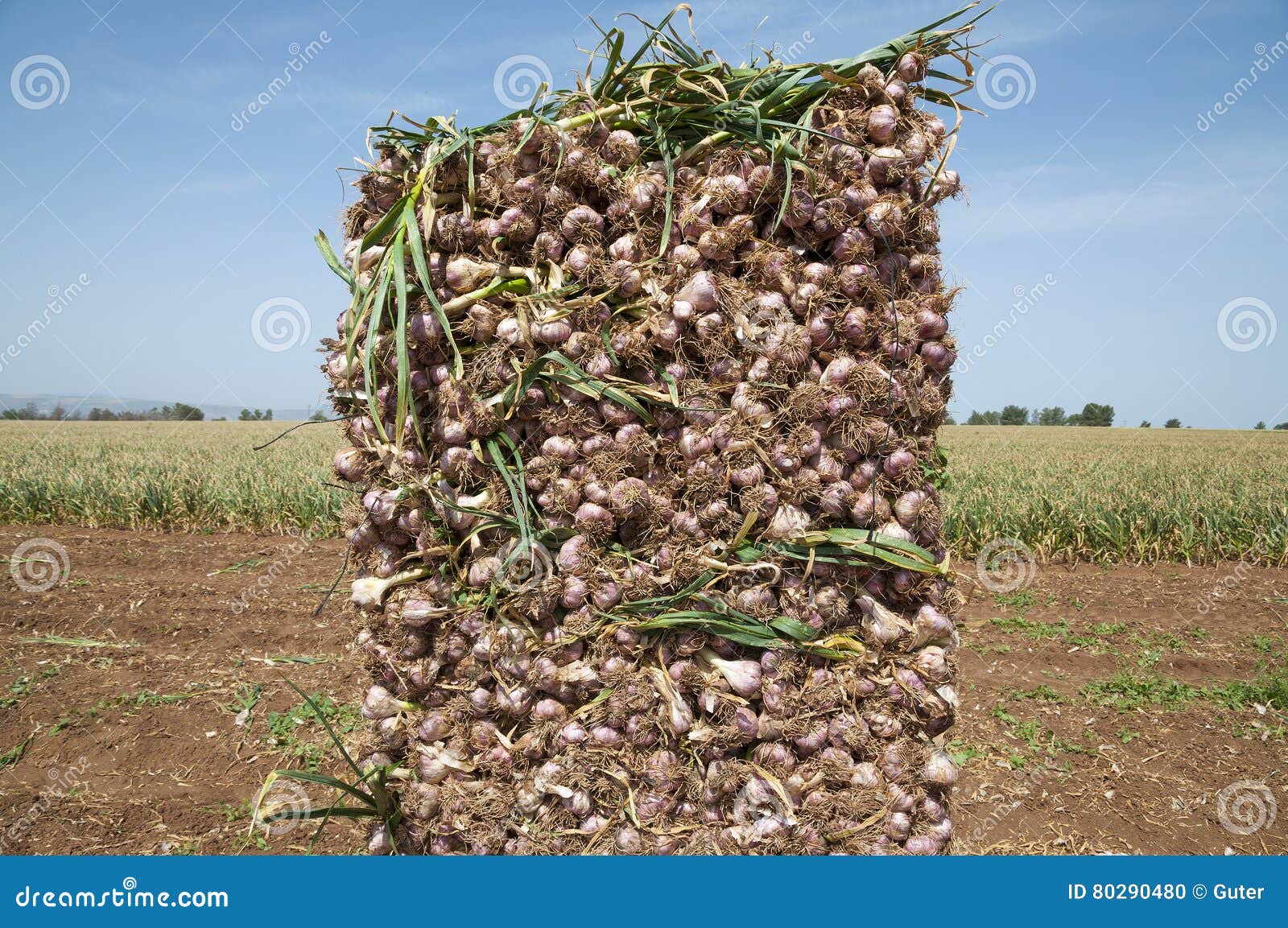 Garlic field stock photo. Image of farmland, accumulation - 80290480