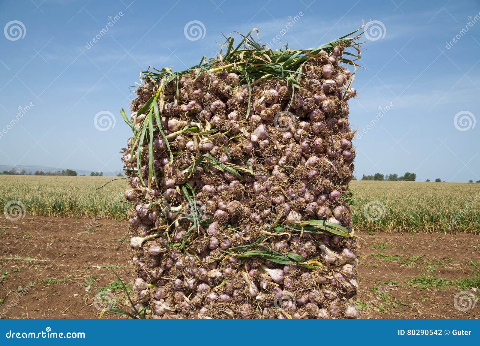 Garlic field stock photo. Image of field, courtyard, bulb - 80290542