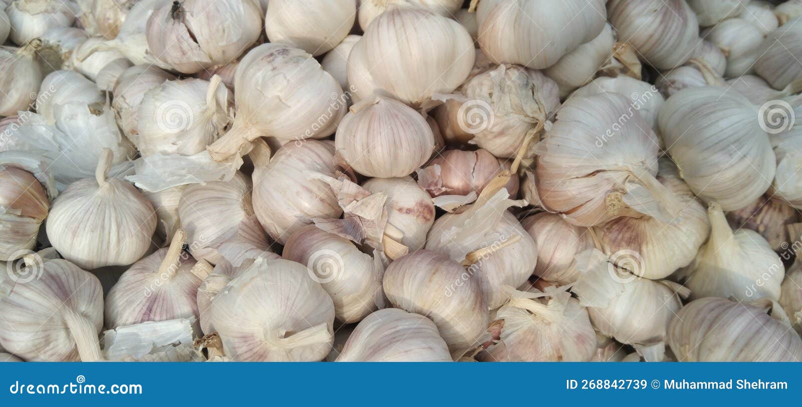 This is Garlic in the Field Which is Whit in Color Stock Image - Image ...