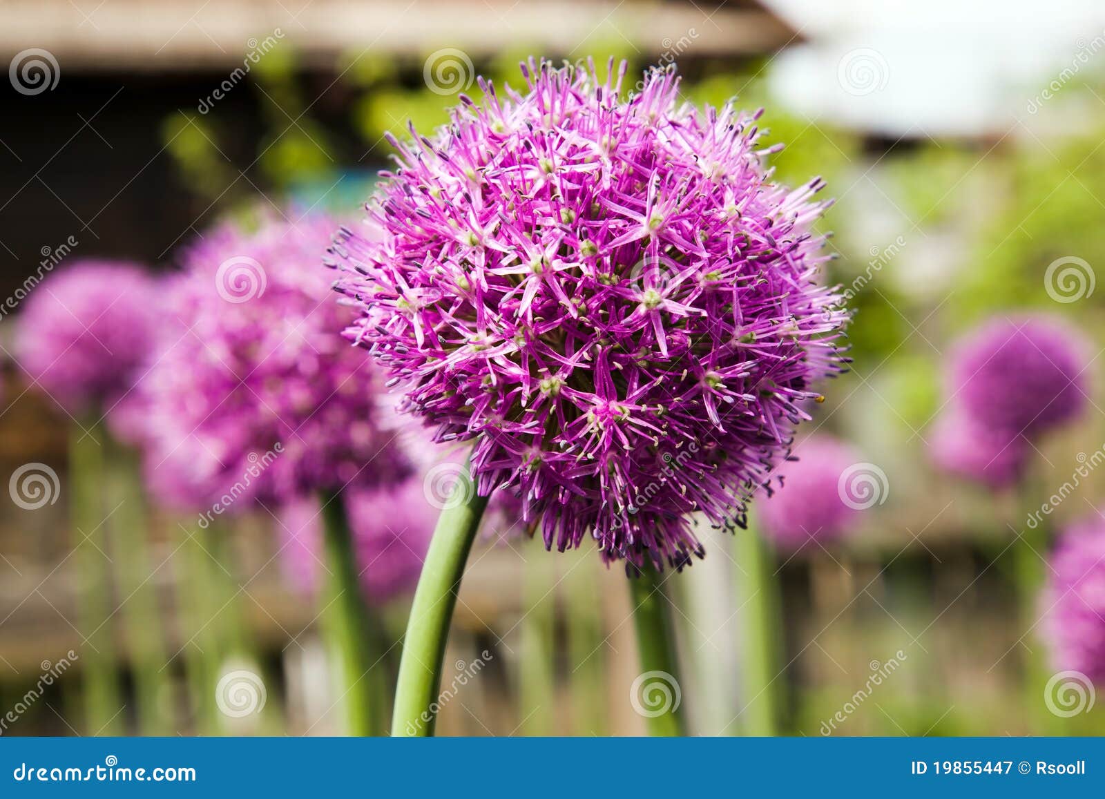 Garlic flower stock image. Image of flower, garlic, floral - 19855447
