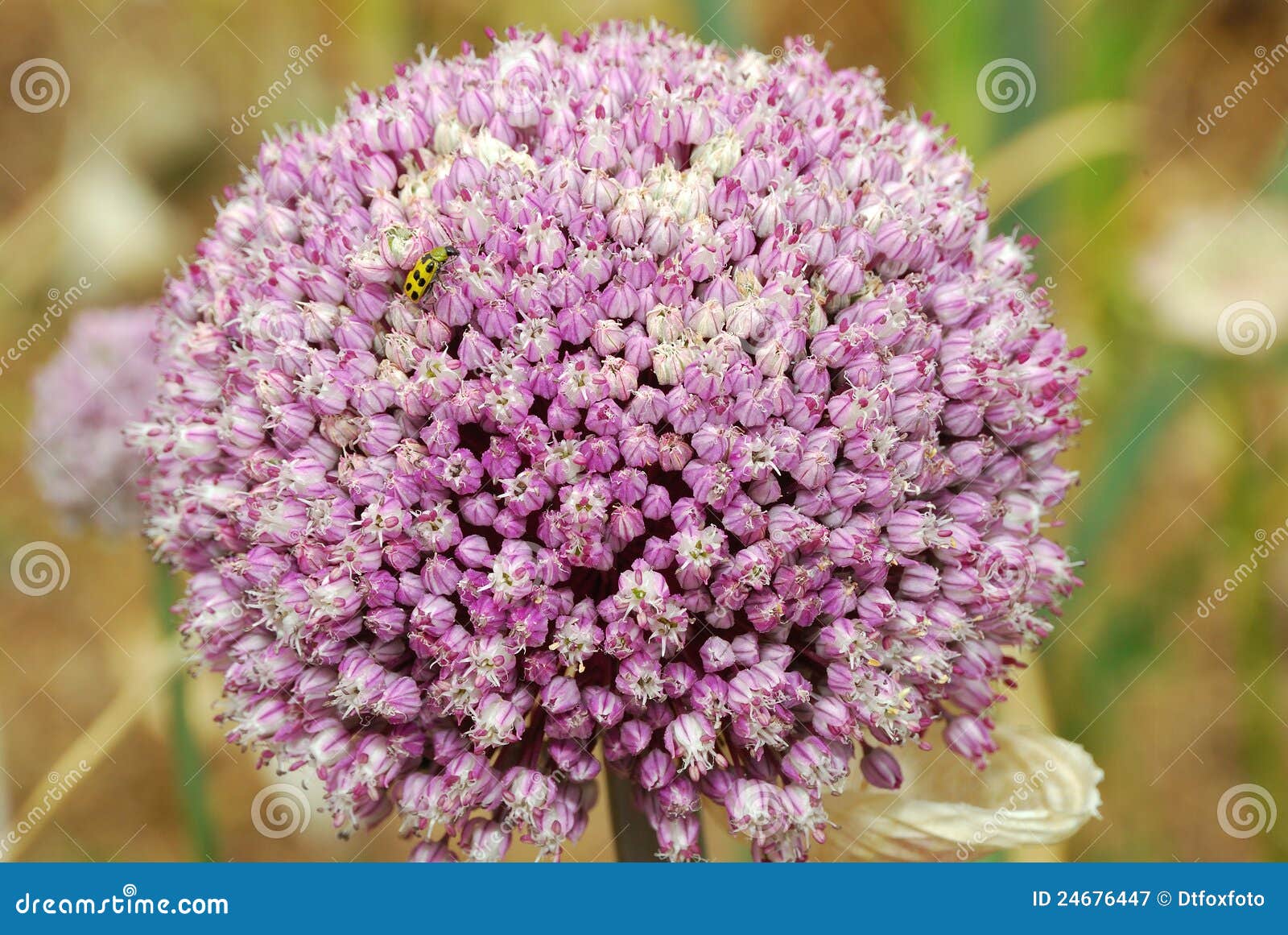 Garlic Flower stock image. Image of spring, chives, bloom - 24676447