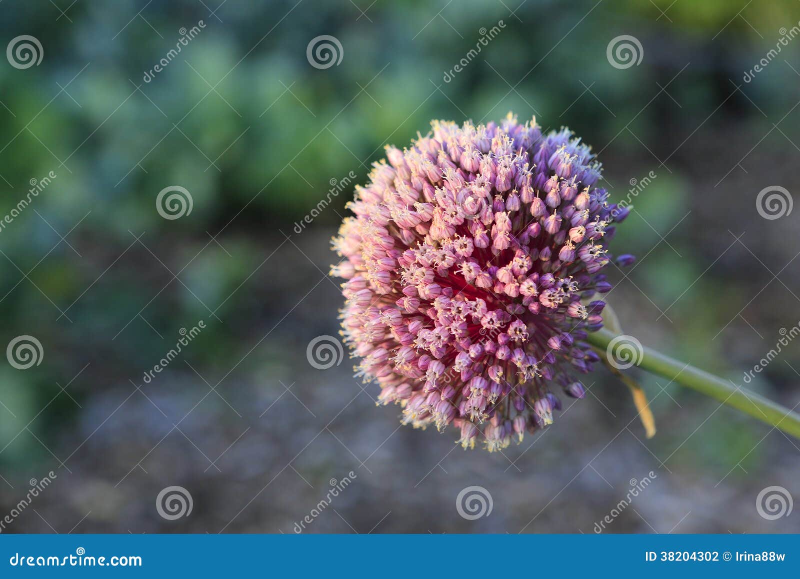 Garlic flower bloom. stock photo. Image of nature, floral - 38204302