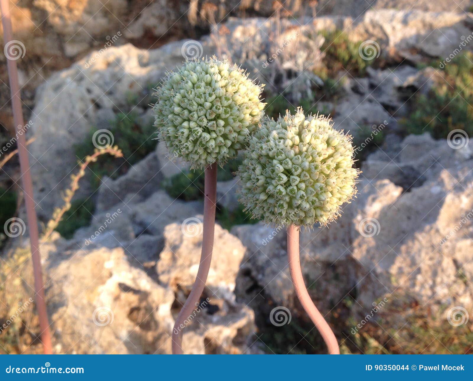 Garlic flower stock photo. Image of blooming, round, garlic - 90350044
