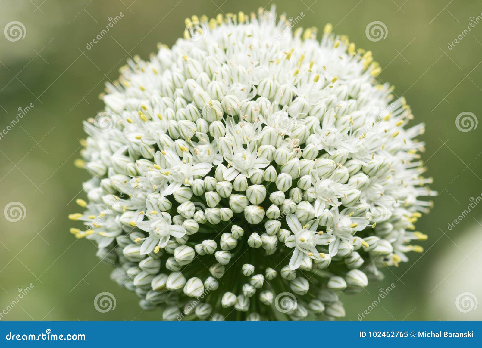 Garlic flower stock image. Image of white, macro, close - 102462765