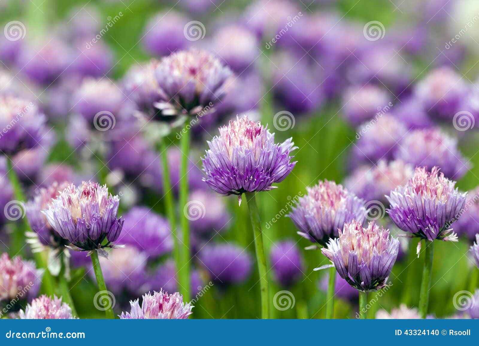 Garlic flower stock photo. Image of bulb, green, close - 43324140