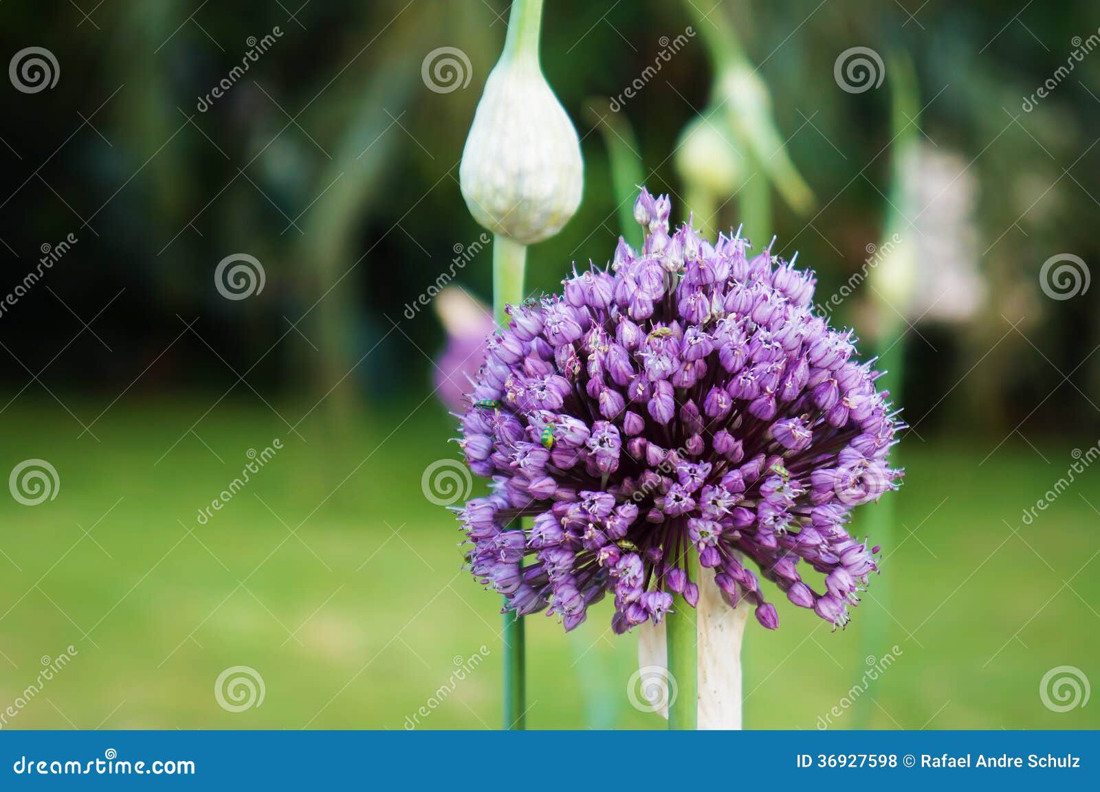 Garlic Flower stock photo. Image of purple, backyard - 36927598