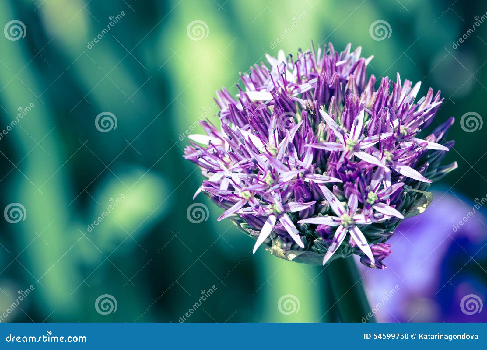 Garlic flower stock photo. Image of closeup, bloom, blossom - 54599750