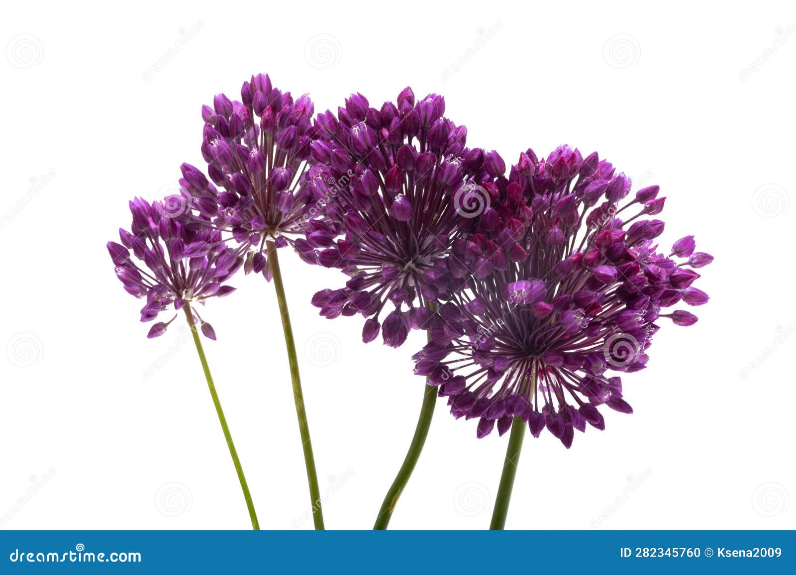 Garlic flower stock photo. Image of purple, garden, atroviolaceum ...