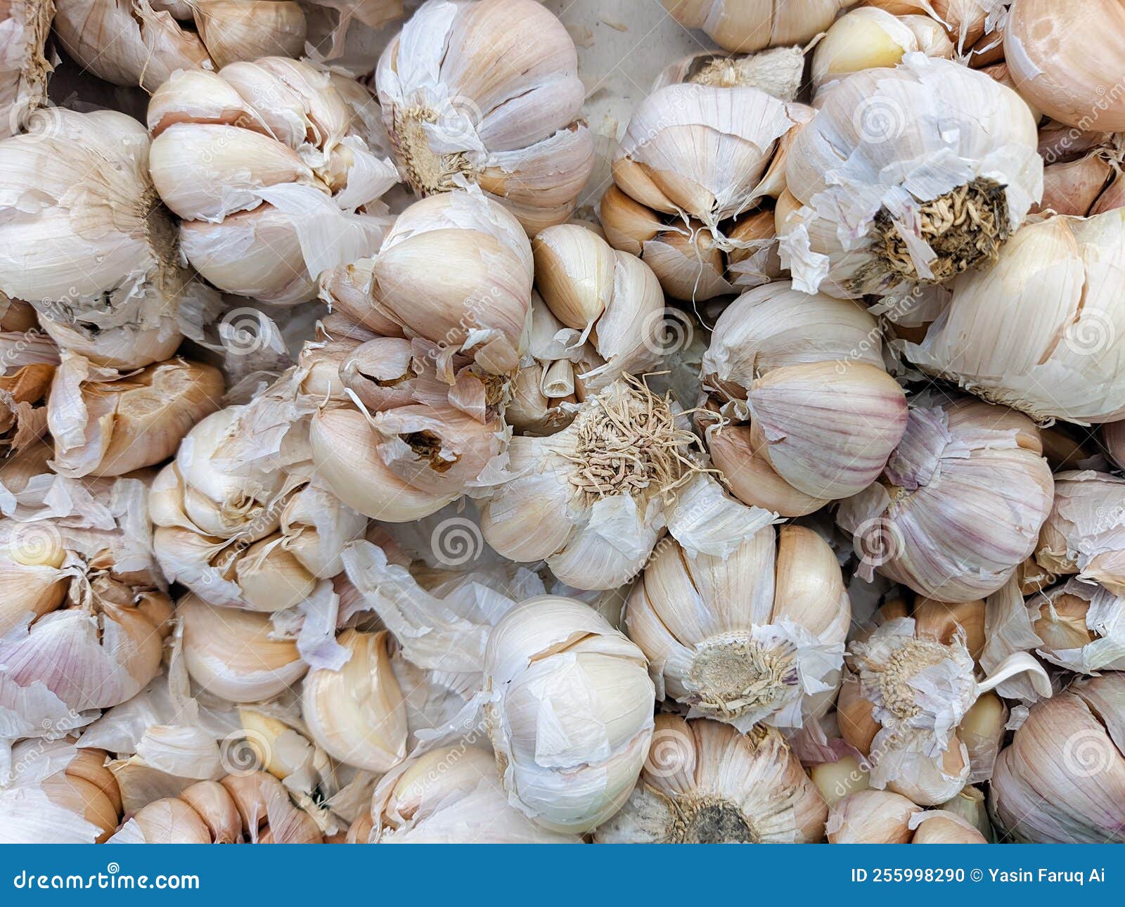 Garlic is so Fresh and Fresh in the Traditional Market Stock Photo ...