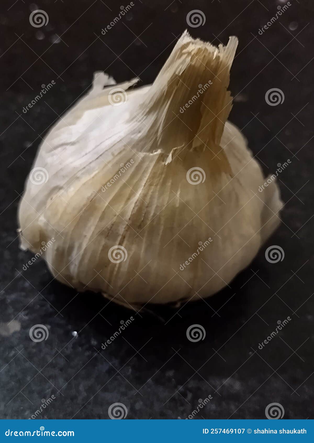 Garlic white stock image. Image of garlic, white, served - 257469107