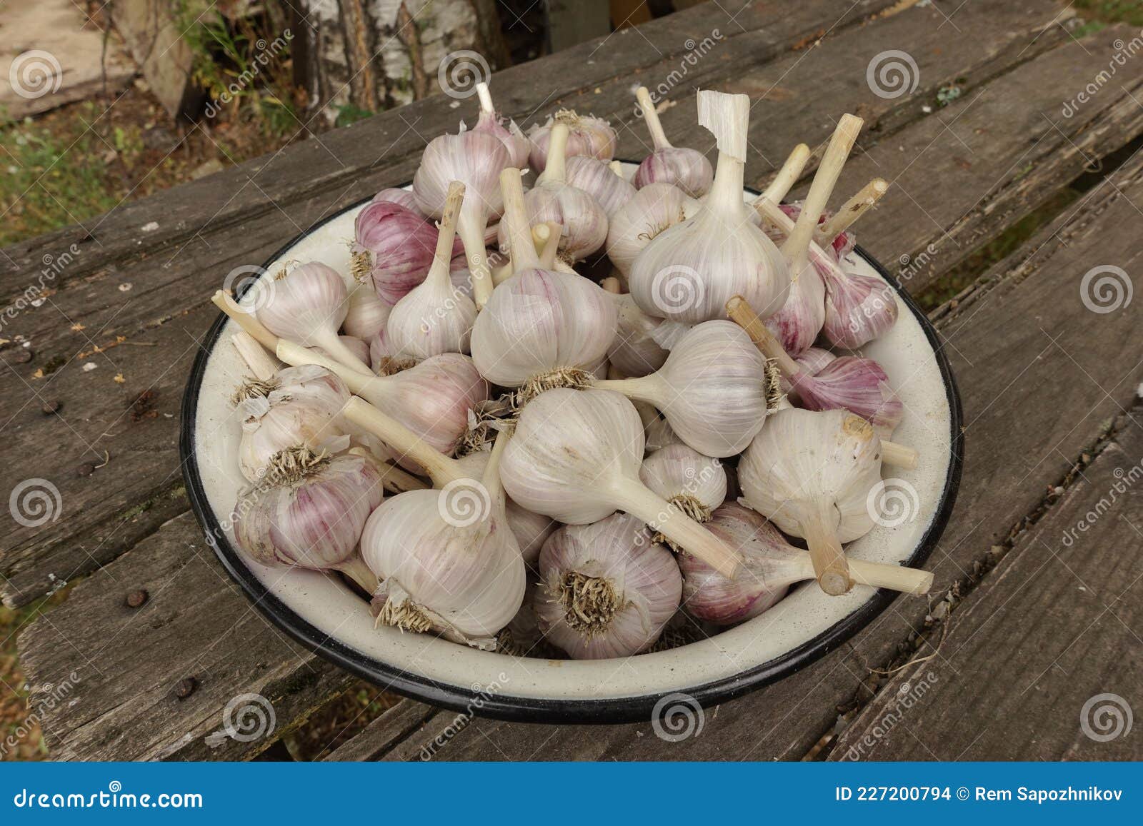 Garlic in a bowl stock photo. Image of harvest, fresh - 227200794
