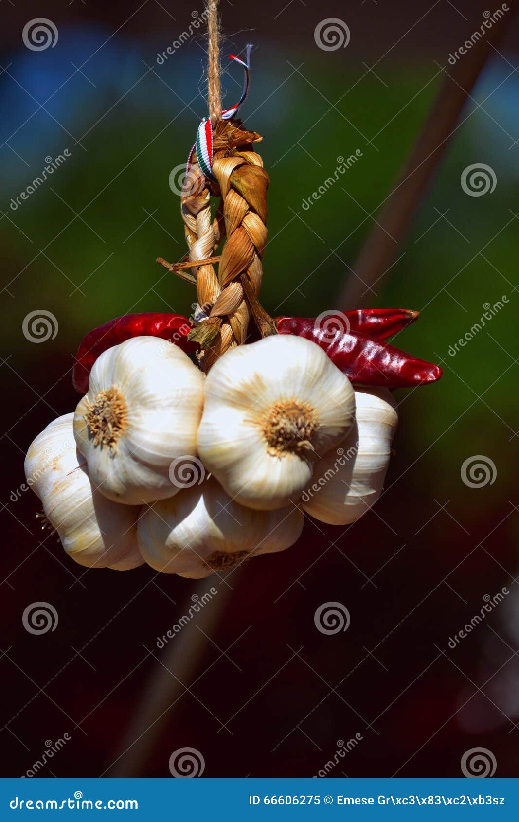 Garlic garland stock image. Image of outside, time, white - 66606275