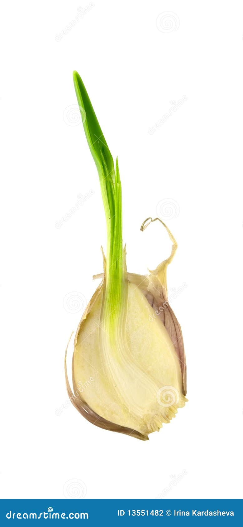 Garlic with the germ stock photo. Image of healthful - 13551482
