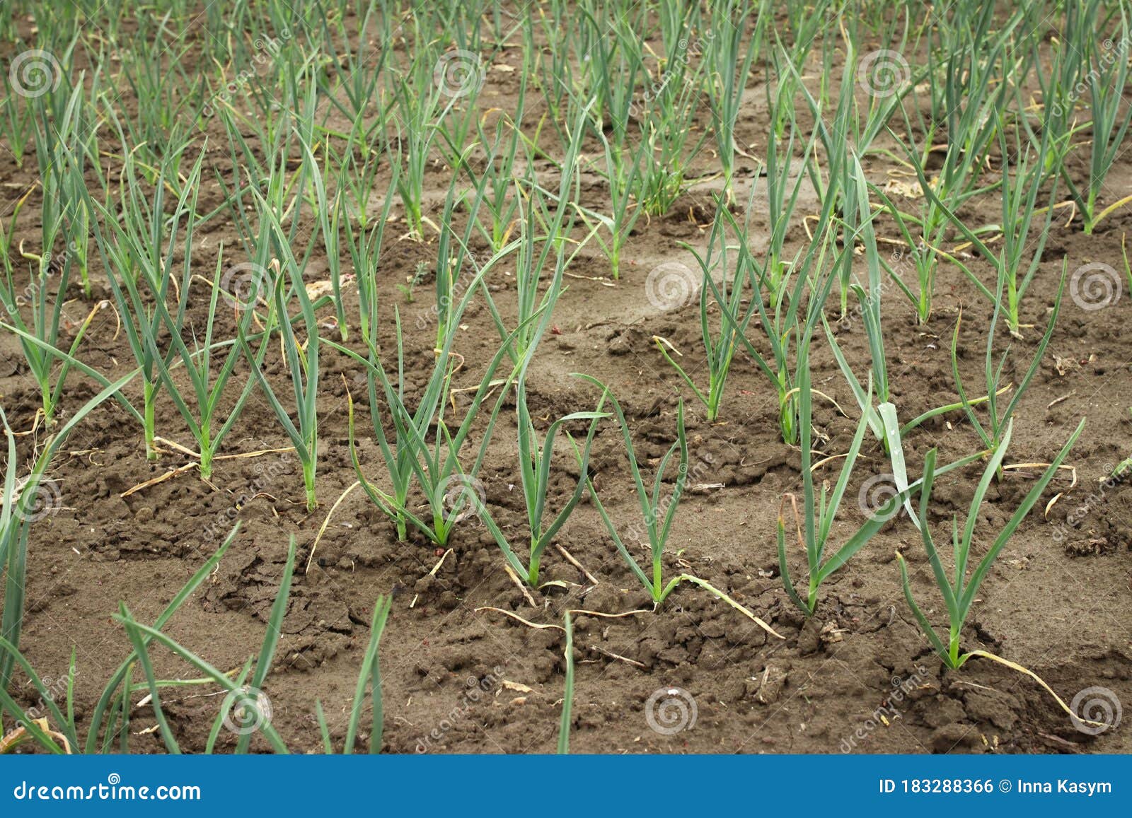 Garlic growing in a field stock photo. Image of garlic - 183288366