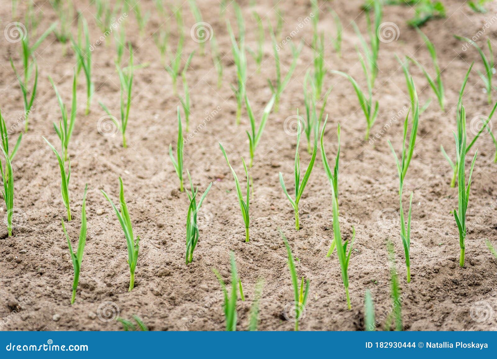 Garlic Growing in Spring Garden Stock Photo - Image of crop, organic ...