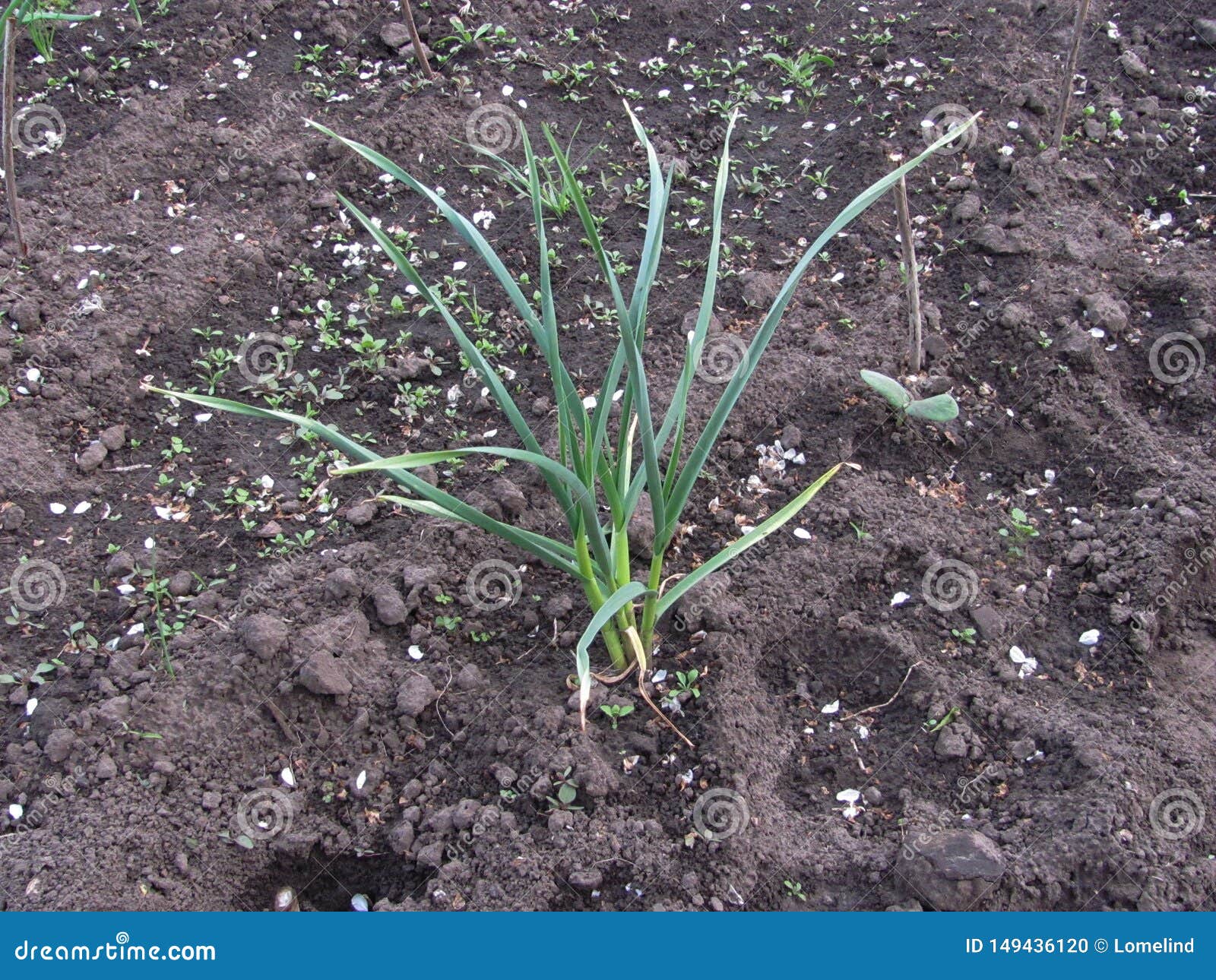 Garlic grows stock photo. Image of ground, herb, growing - 149436120