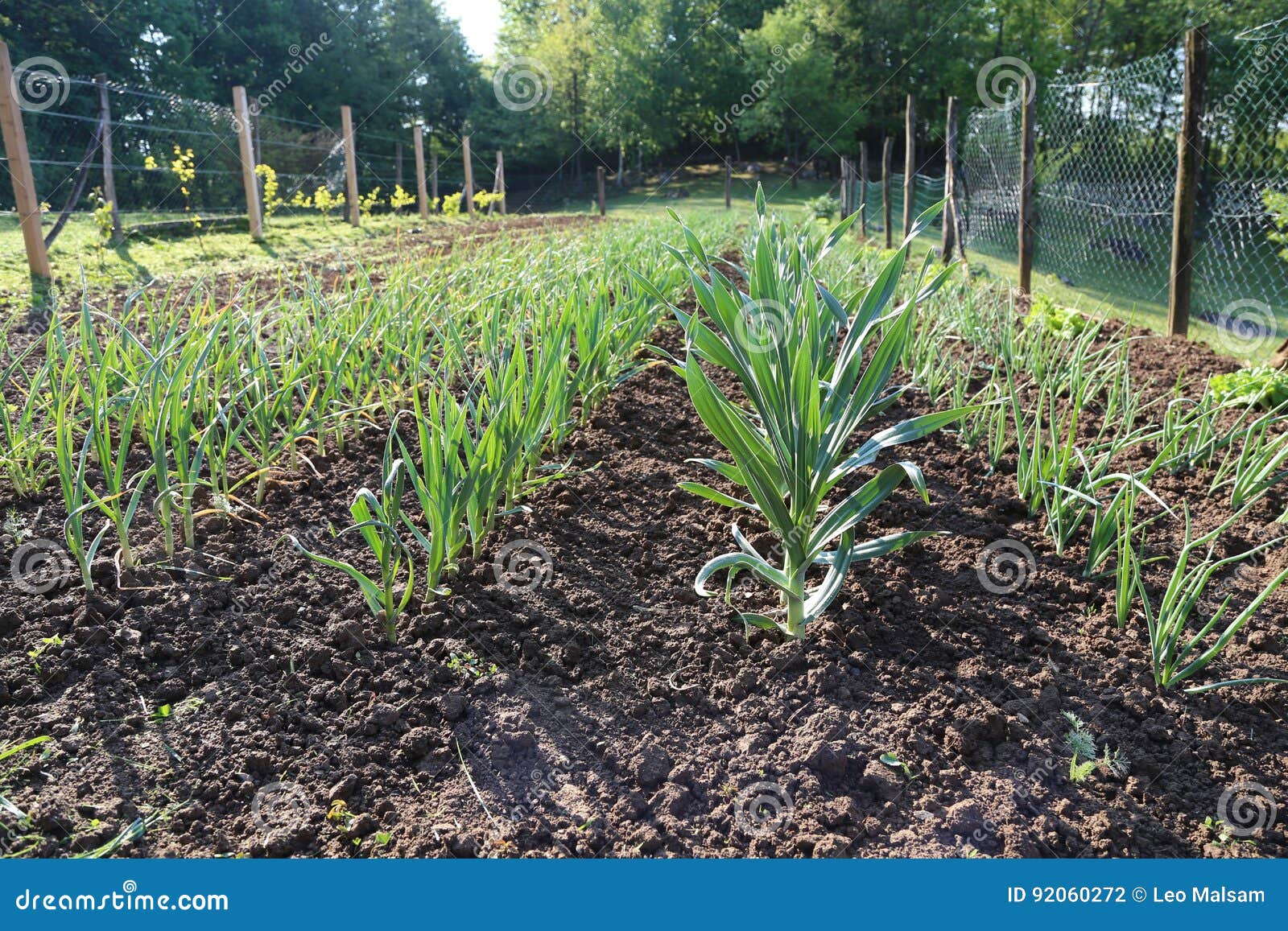 Garlic grows on the bed stock photo. Image of organic - 92060272