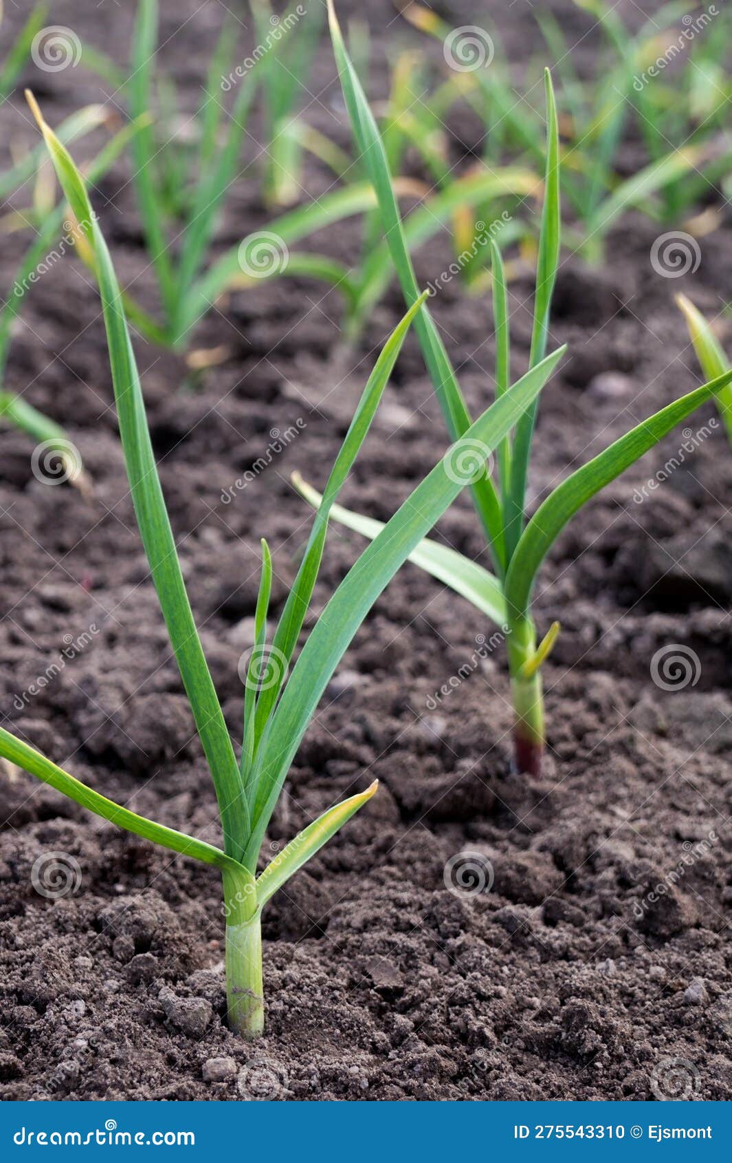 Garlic Grows on the Garden Bed. Agricultural Field with Several Rows of ...