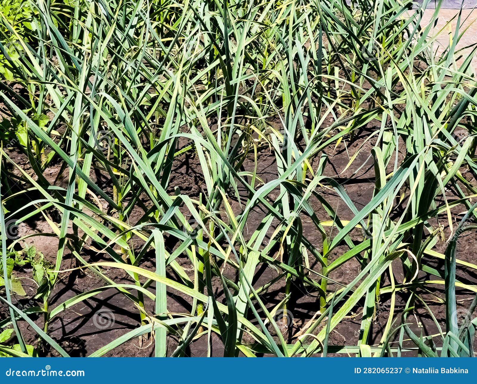 Garlic Grows on the Garden Bed. Agricultural Field with Several Rows of ...