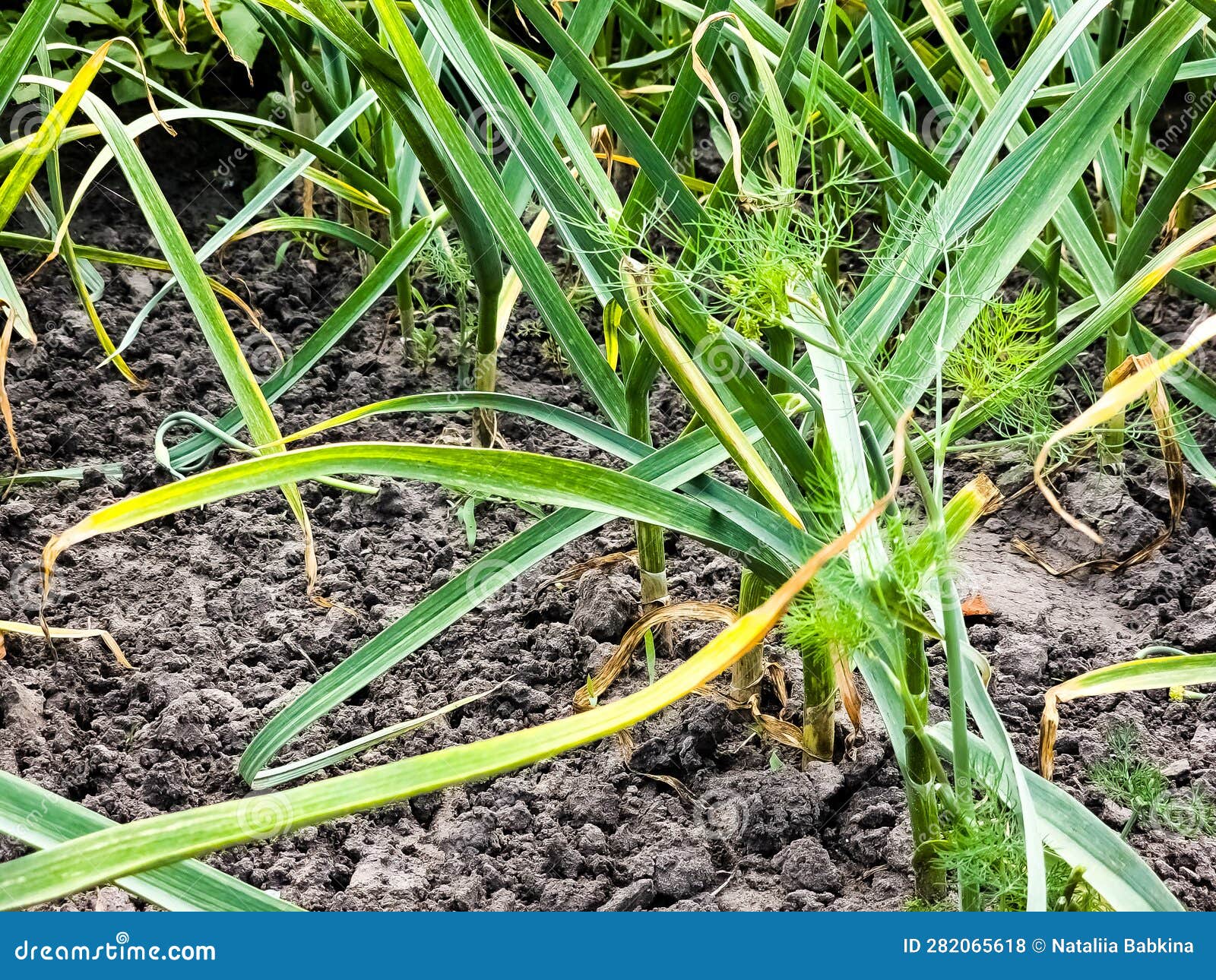 Garlic Grows on the Garden Bed. Agricultural Field with Several Rows of ...