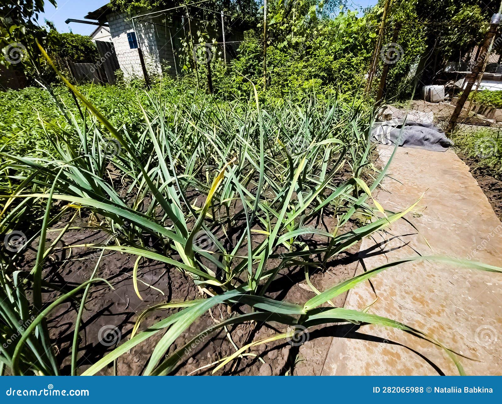 Garlic Grows on the Garden Bed. Agricultural Field with Several Rows of ...