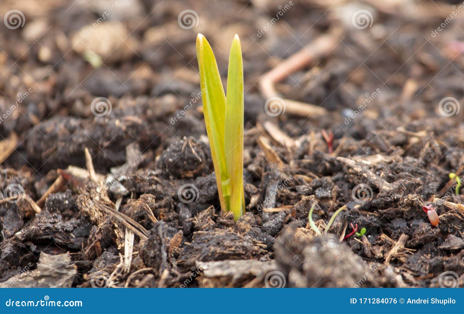 Garlic Grows from the Ground in Spring Stock Photo - Image of farming ...