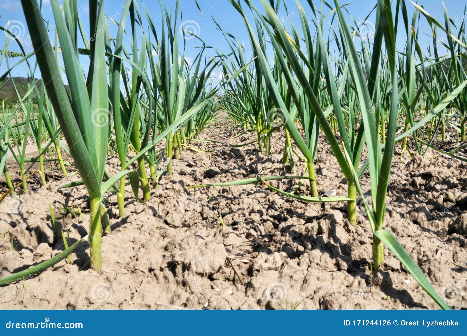 Garlic Grows in the Open Ground Stock Photo - Image of gardening, dirt ...