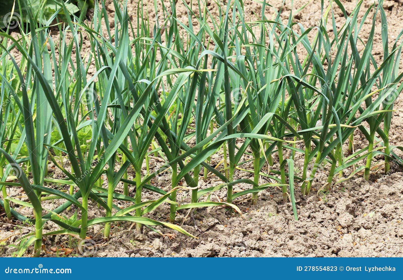 Garlic Grows in the Open Ground Stock Image - Image of outdoor ...