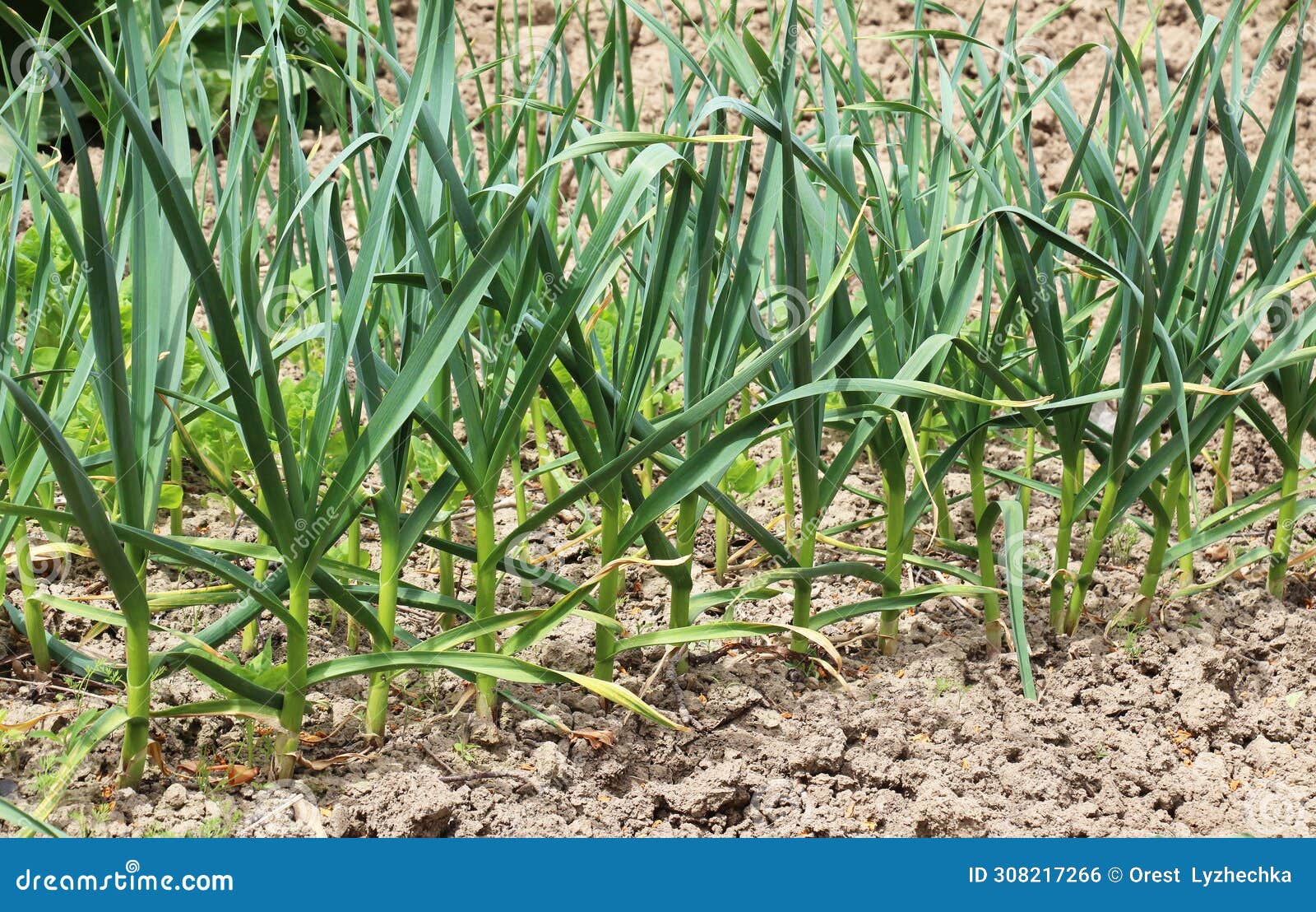 Garlic Grows in the Open Ground Stock Photo - Image of rural, gardening ...