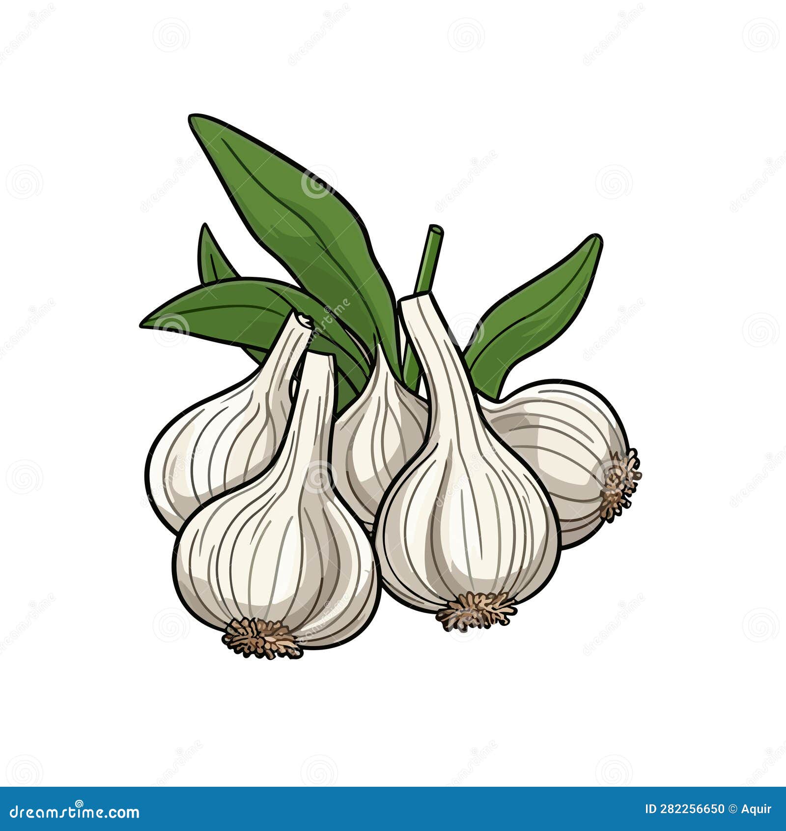 Garlic Hand-drawn Illustration. Garlic. Vector Doodle Style Cartoon ...
